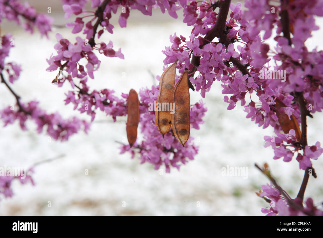 bright purple blossoms and seed pods against snowy white background ...