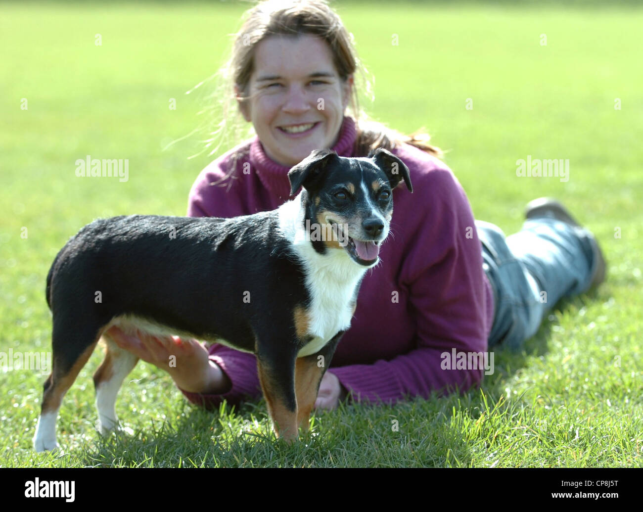 Jack russell cross hi-res stock photography and images - Alamy