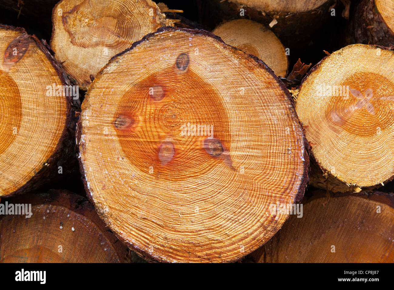 Logging activities in Cropton Forest, Yorkshire Moors National Park ...