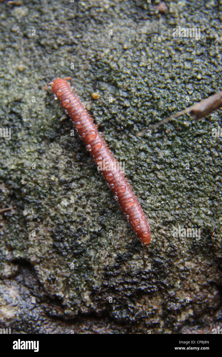 Millipede arthropod hi-res stock photography and images - Alamy