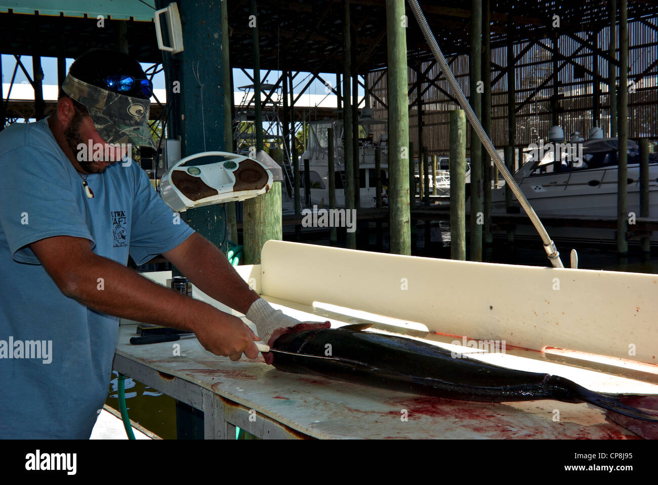 Fish cleaning table deckhand filleting big amberjack Orange Beach ... Fish cleaning table deckhand filleting big amberjack Orange Beach ...