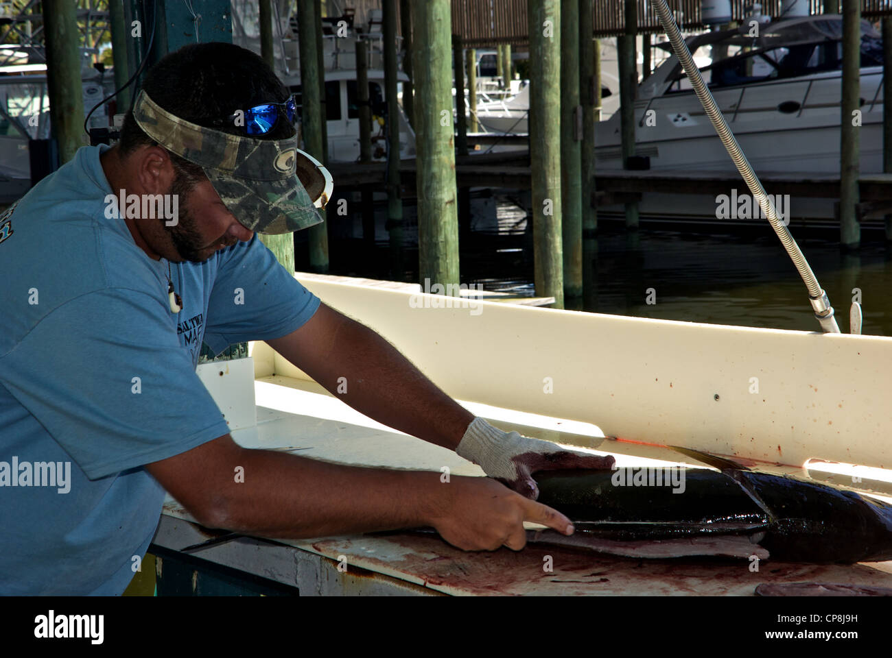Fish cleaning table deckhand filleting big amberjack Orange Beach ... Fish cleaning table deckhand filleting big amberjack Orange Beach ...