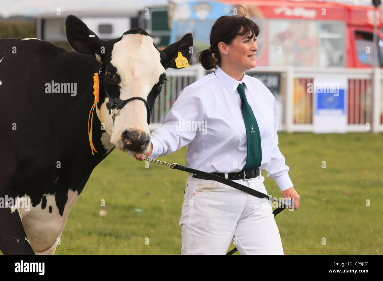 Stockperson exhibiting a winning cow in the showring at Anglesey Show ...