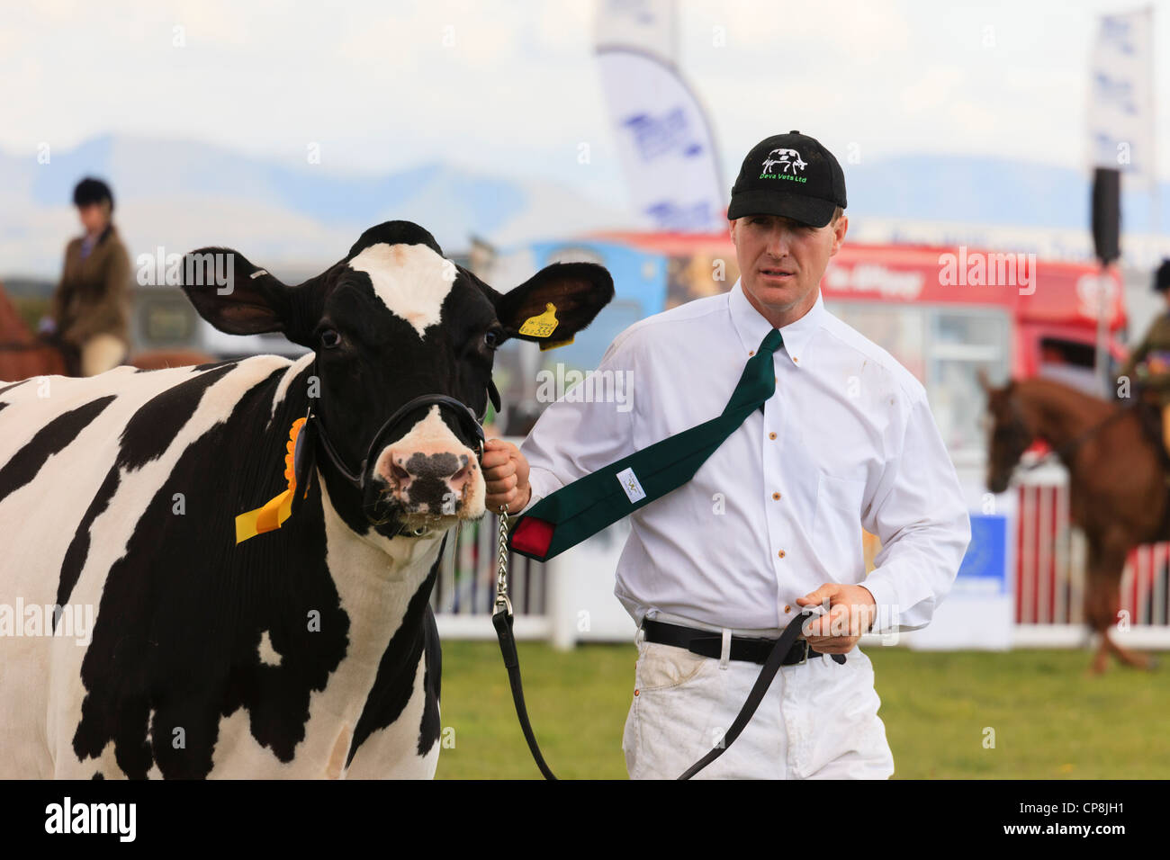 Stockman exhibiting a winning cow in the showring at Anglesey Show in ...
