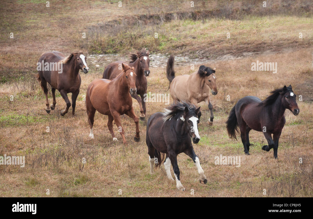 Herd of horses running wild at Proud Spirit Sanctuary Stock Photo - Alamy