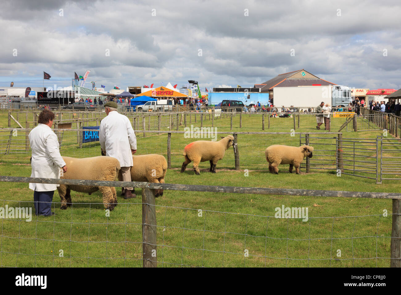 Oxford Down sheep championships at the Anglesey Show in the Mona ...