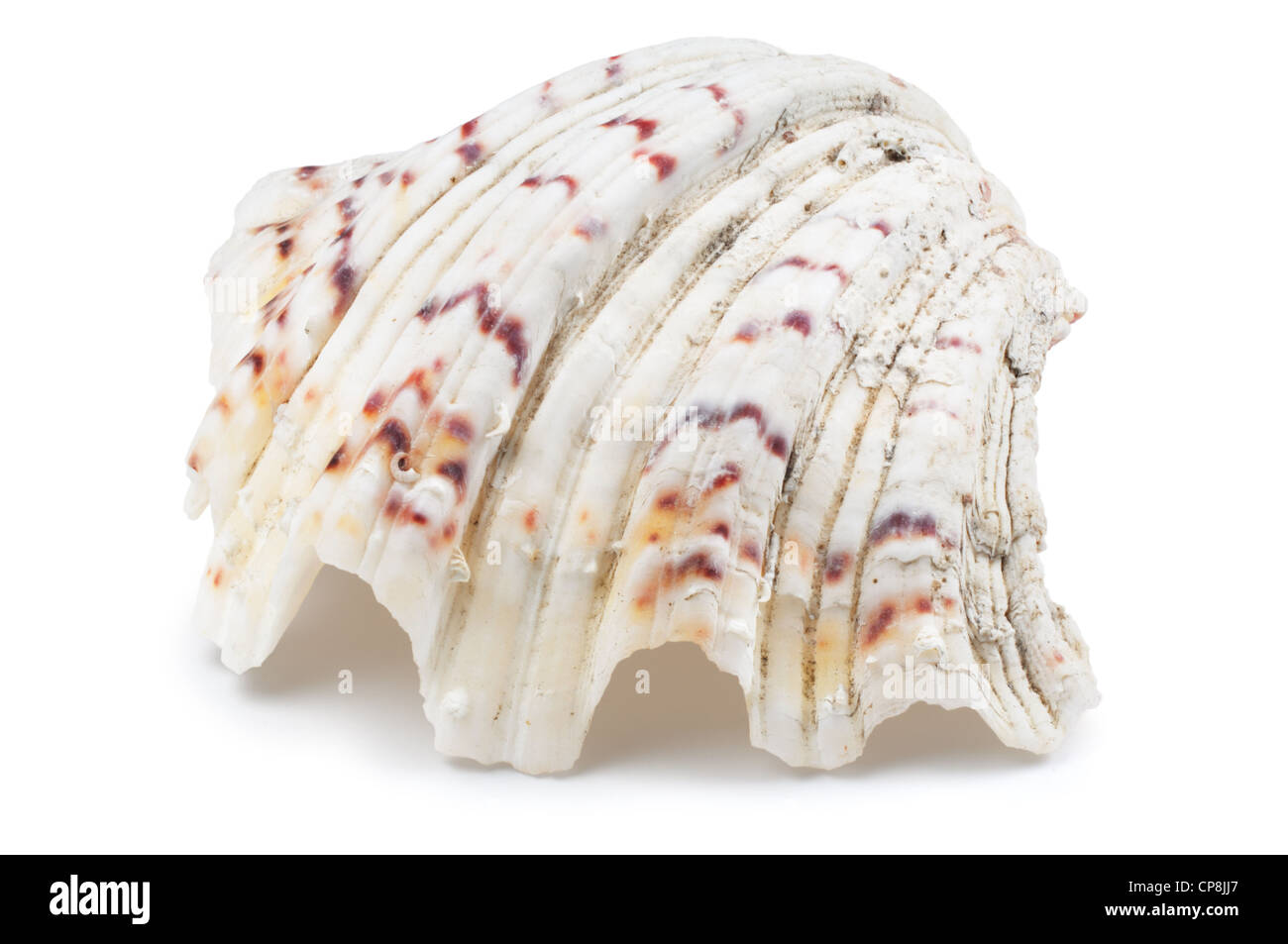 Sea shell hi-res stock photography and images - Alamy