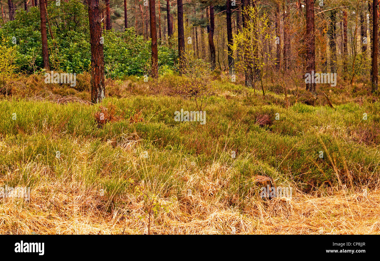 Logging activities in Cropton Forest, Yorkshire Moors National Park ...