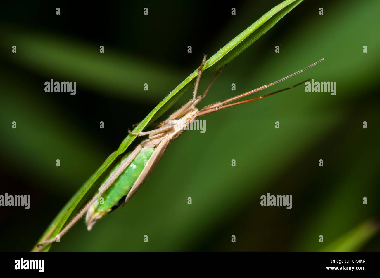 A grass bug (Notostira elongata) clinging to a grass stem at Crossness ...