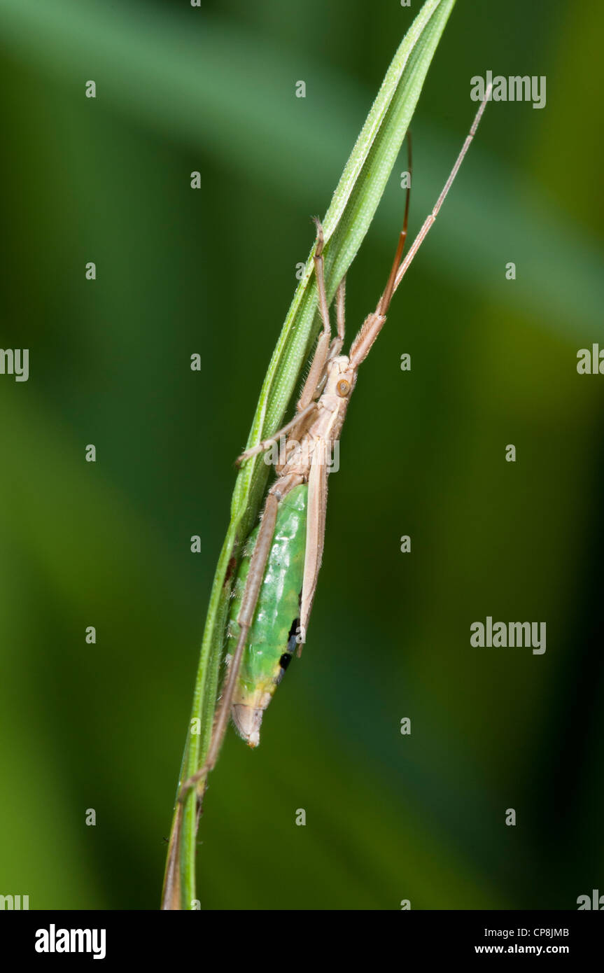A grass bug (Notostira elongata) clinging to a grass stem at Crossness ...