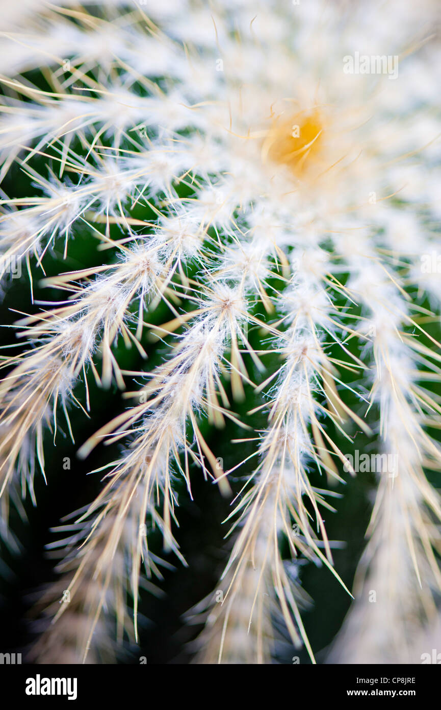 Cactus needle hi-res stock photography and images - Alamy