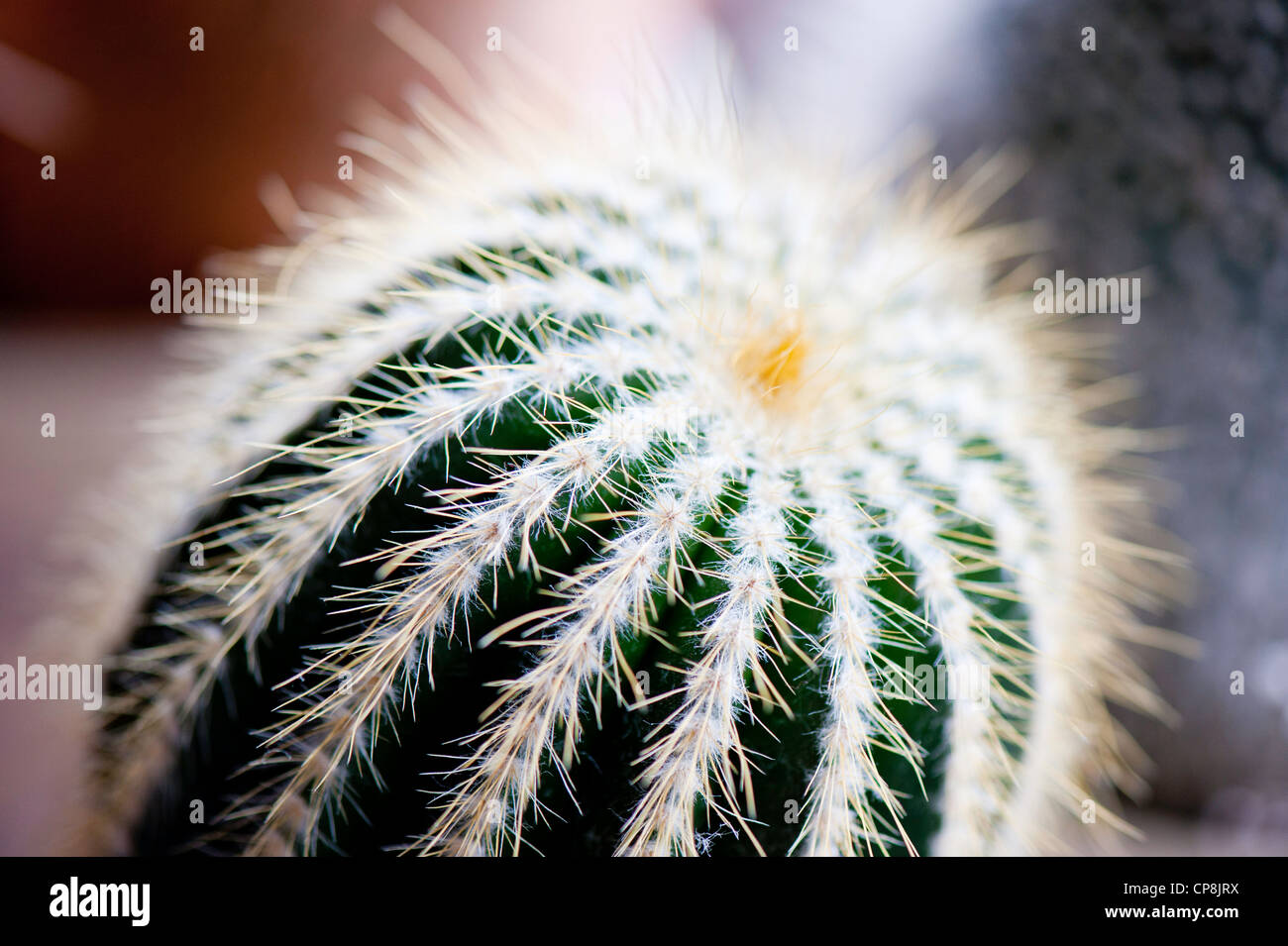 Close-up of cactus plant Stock Photo - Alamy