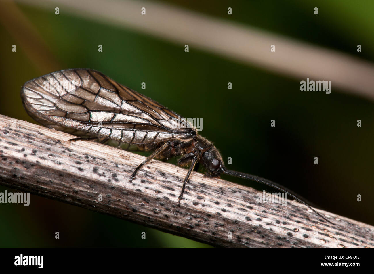 Alderfly High Resolution Stock Photography and Images - Alamy