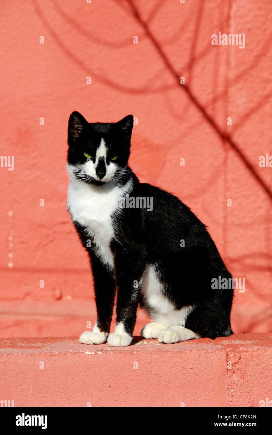 A pretty Feral Cat Stock Photo - Alamy