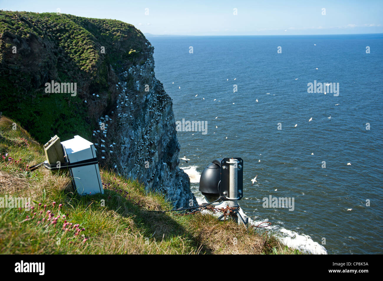 RSPB Web Cam at the Troup Head Gannet Colony live strerams to the ...