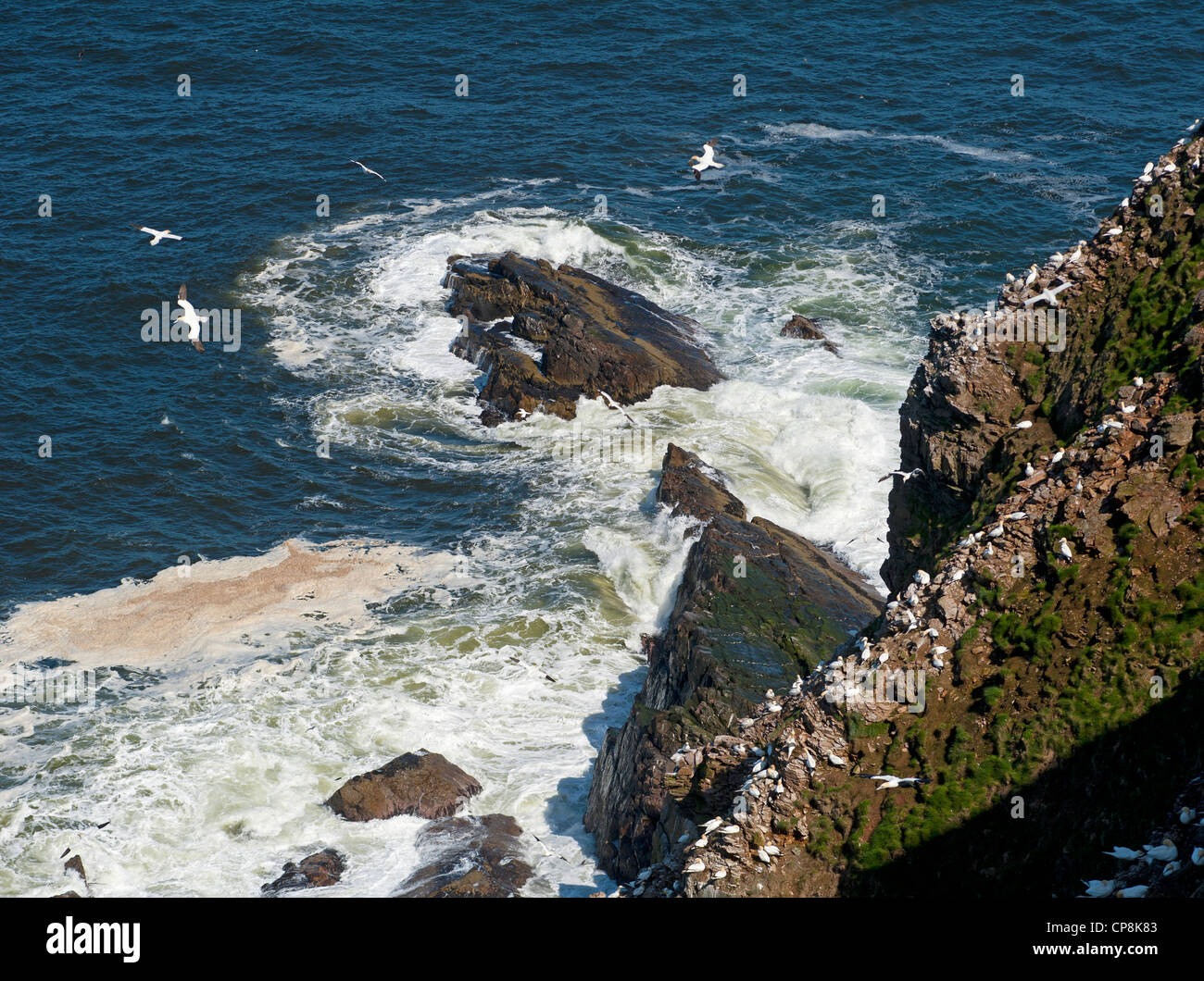 The spectacular Sea cliffs that form Troup Head, home to Scotland's ...