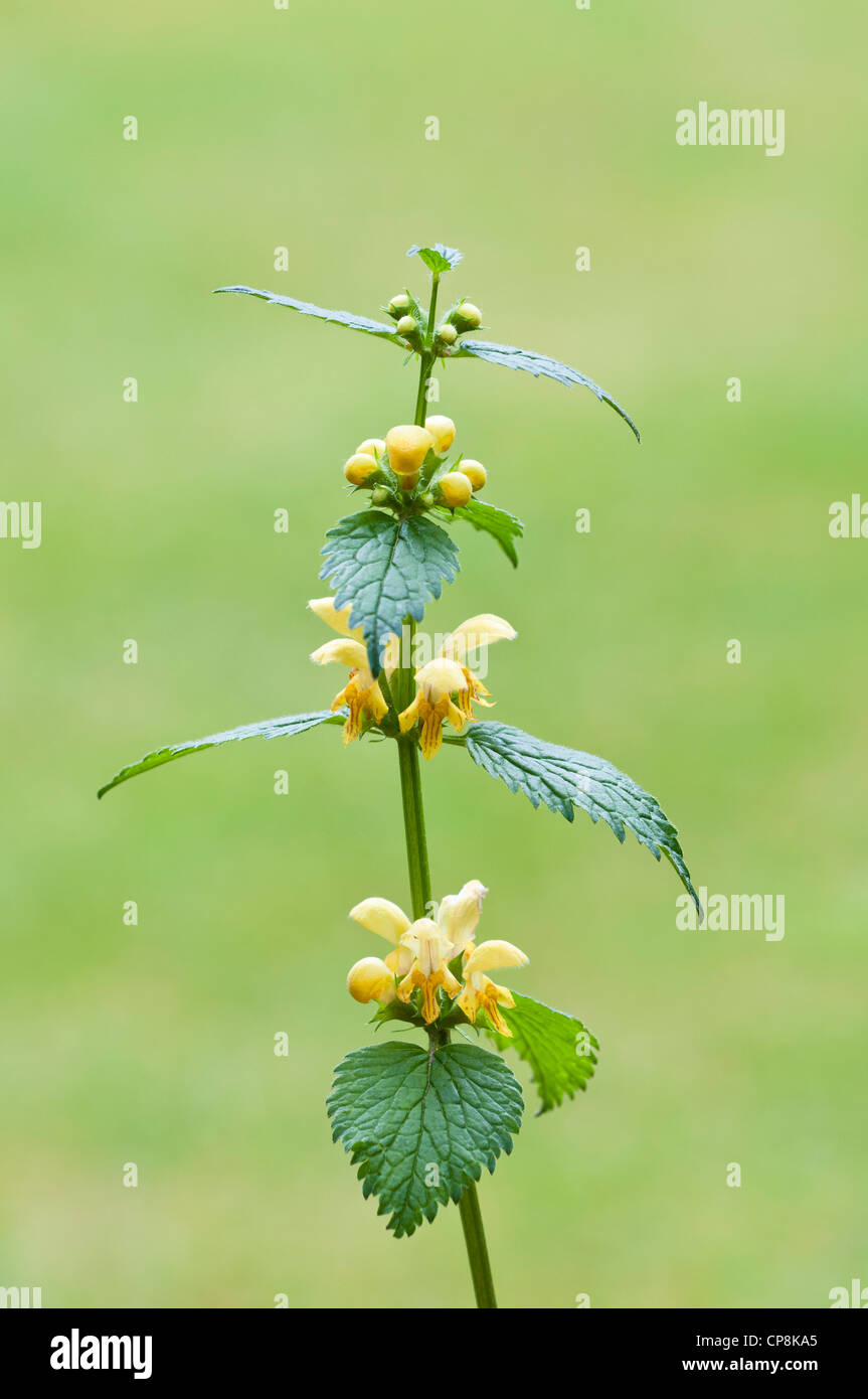 A flower stalk of yellow archangel (Lamiastrum galeobdolon) growing at ...