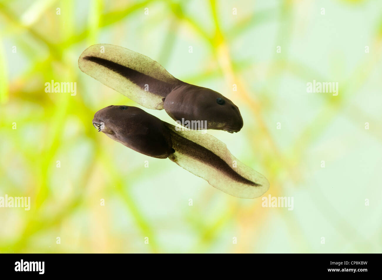Toad Tadpoles