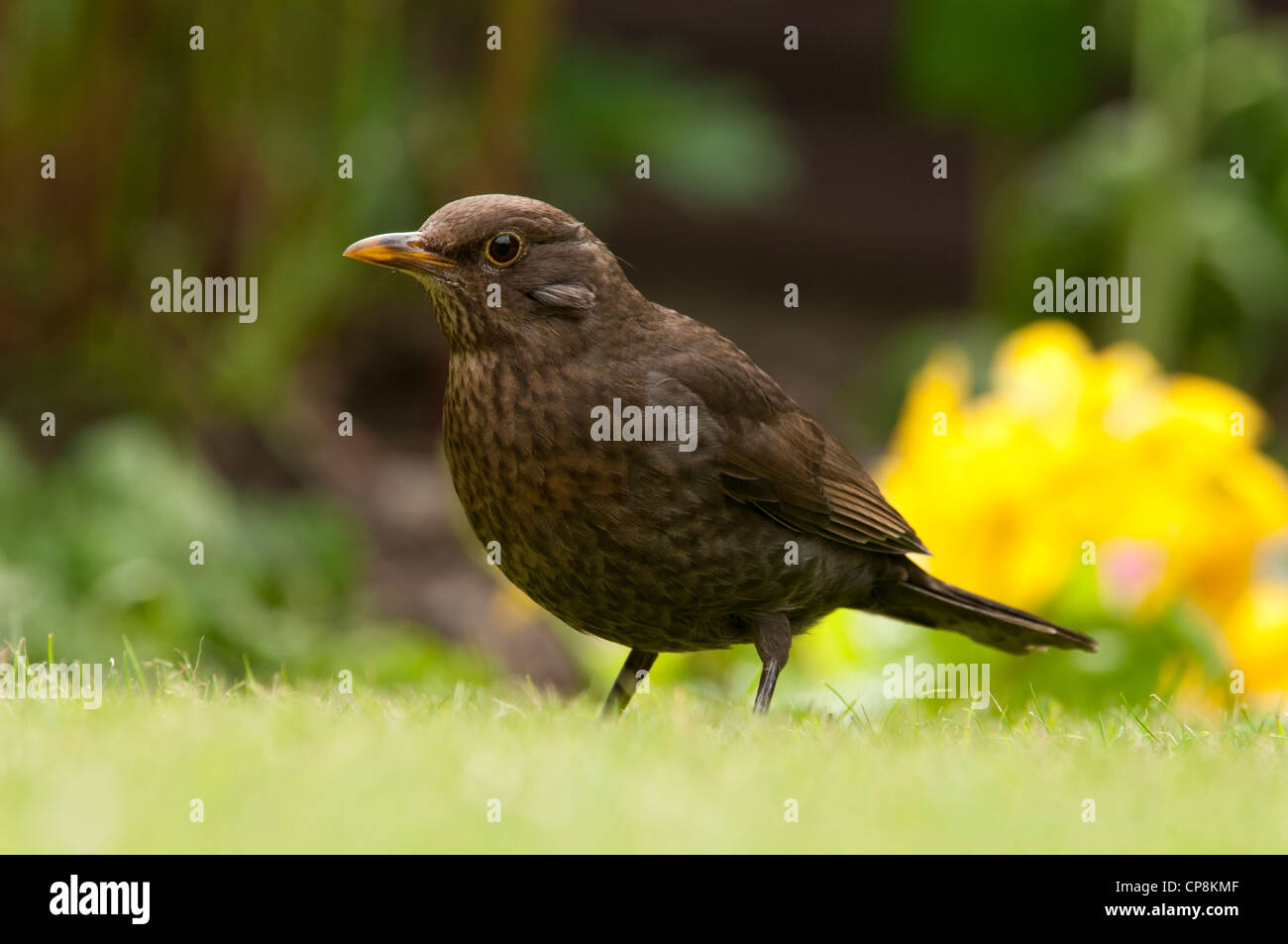 Female blackbird hi-res stock photography and images - Alamy