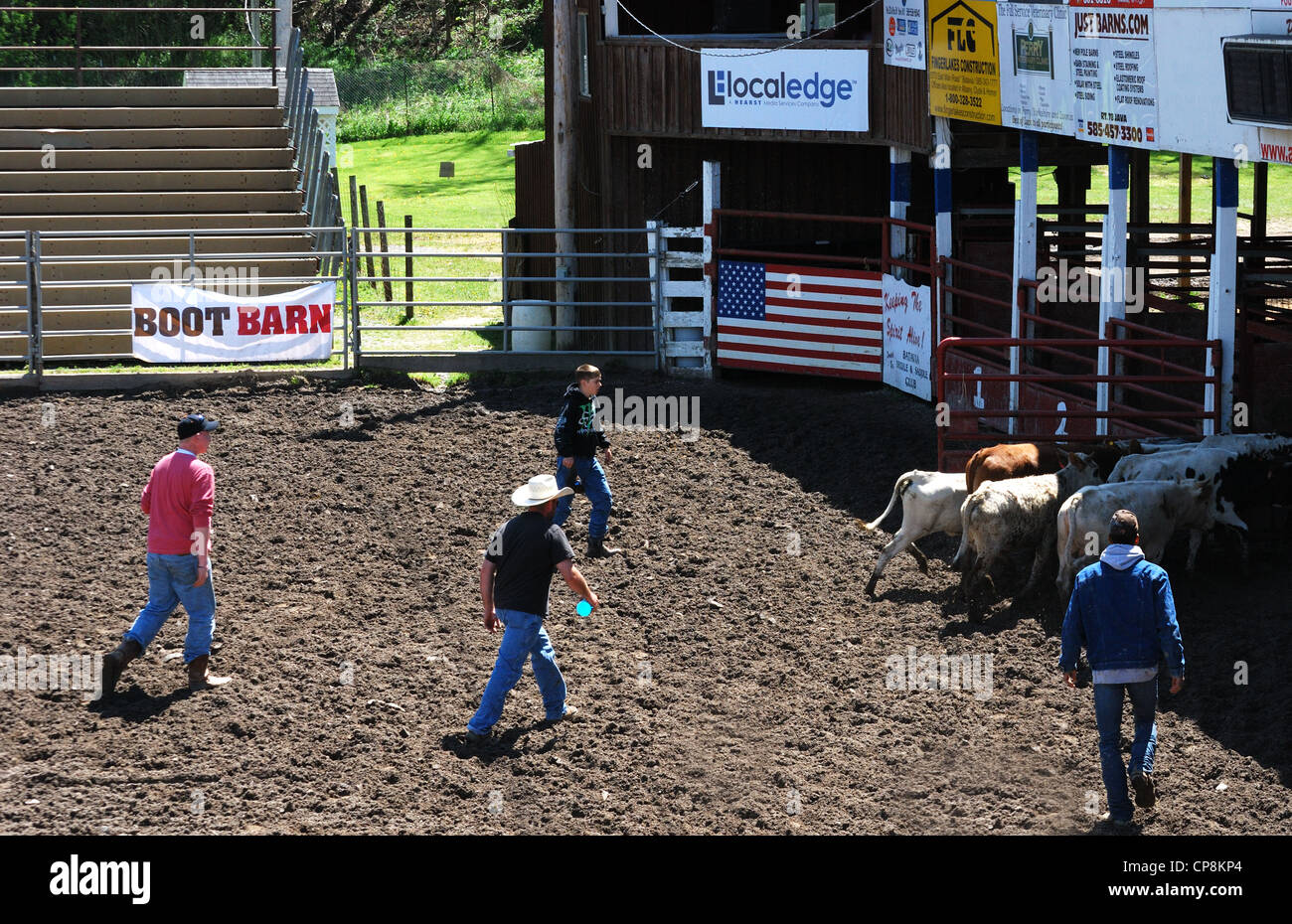 Rodeo staff heard cattle into pens on foot Stock Photo - Alamy
