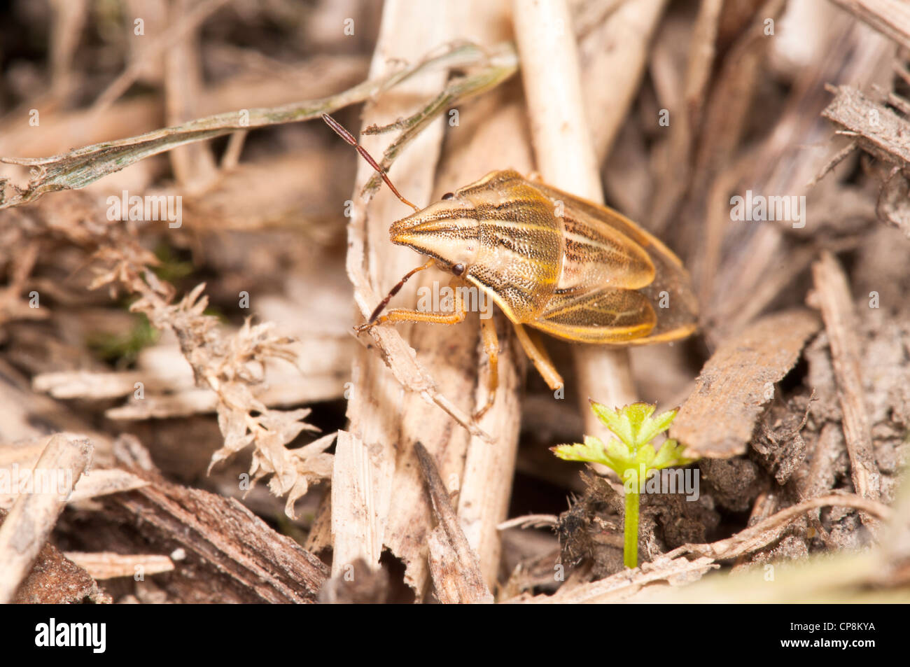 A bishop's mitre bug (Aelia acuminata) clambering over leaf litter at ...