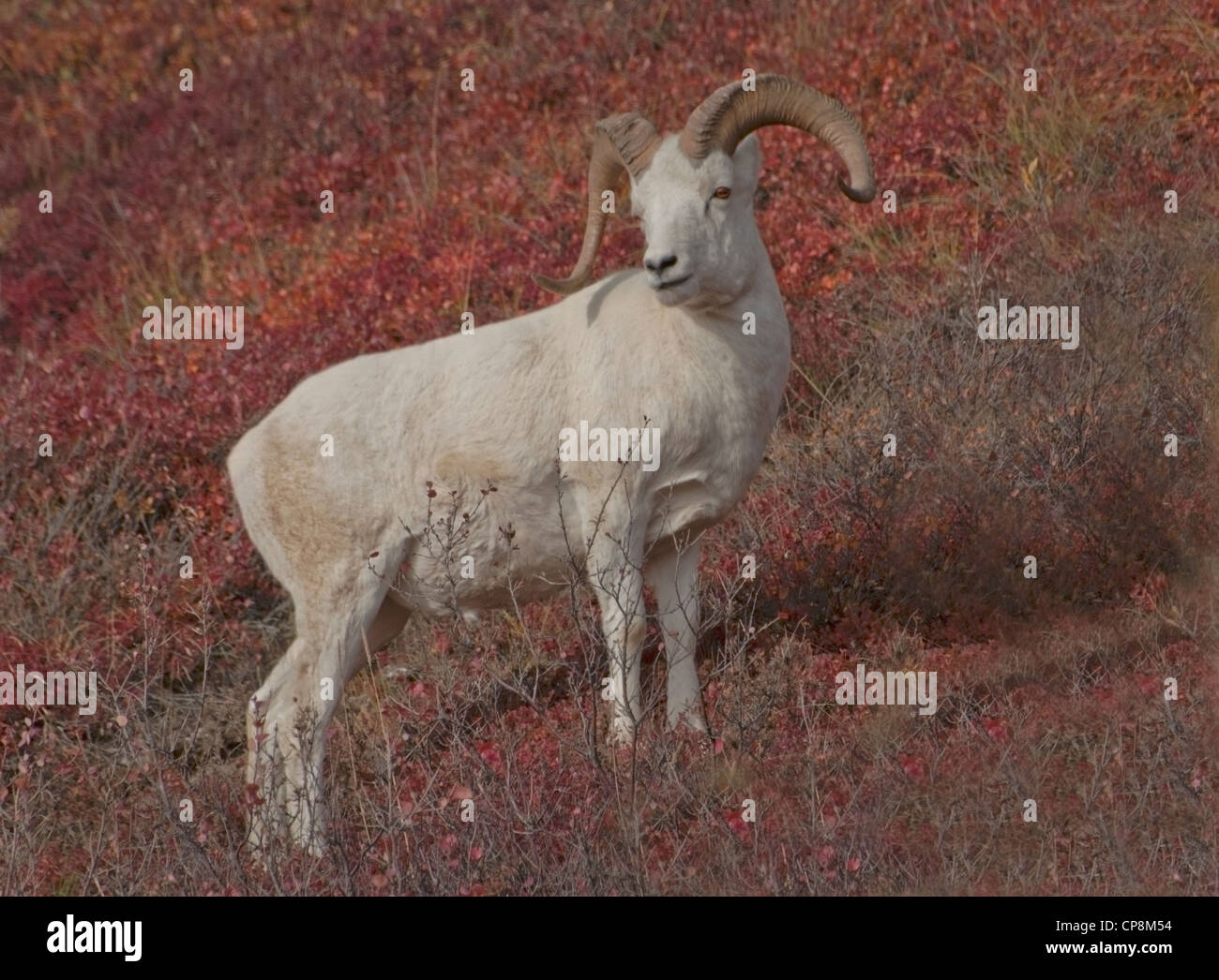 Dall sheep ram hi-res stock photography and images - Alamy