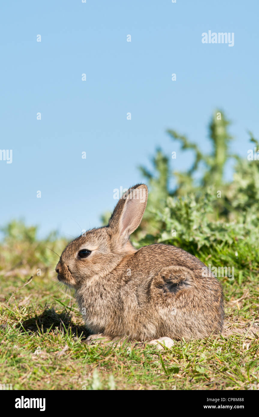 A baby rabbit (Oryctolagus cuniculus) basking in the spring sunshine on ...