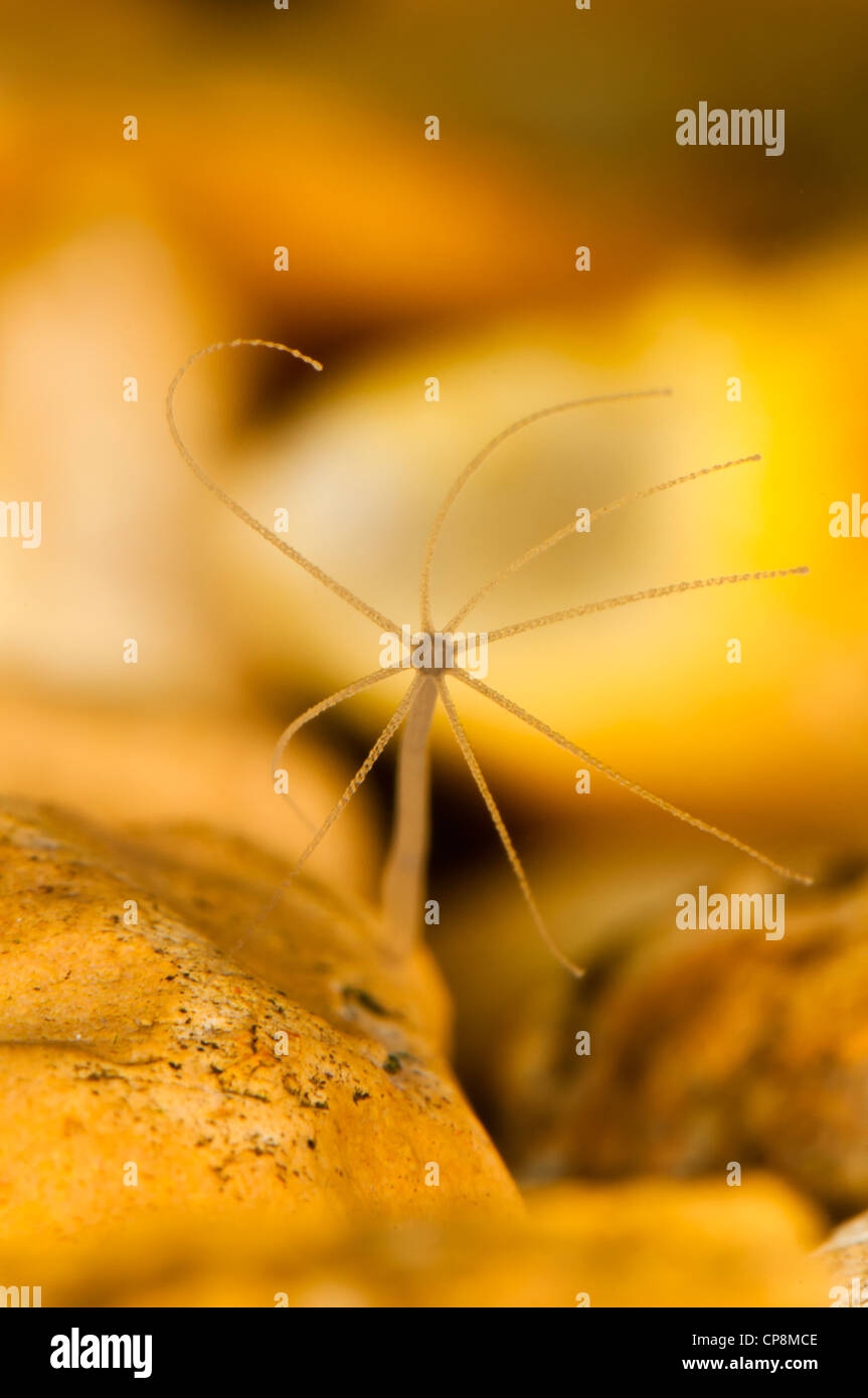 A brown hydra (Hydra oligactis) attached to a piece of gravel and ...