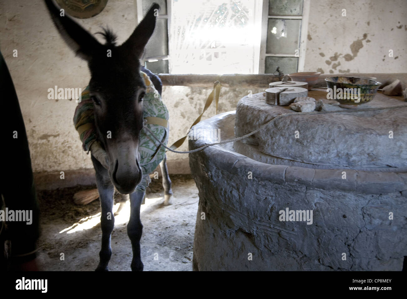 Donkey grinding pottery glaze Stock Photo - Alamy