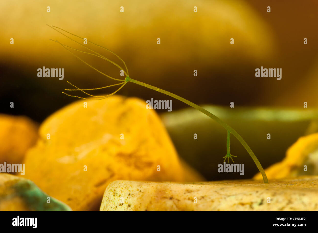 A green hydra (Chlorohydra viridissima) in the process of asexual ...