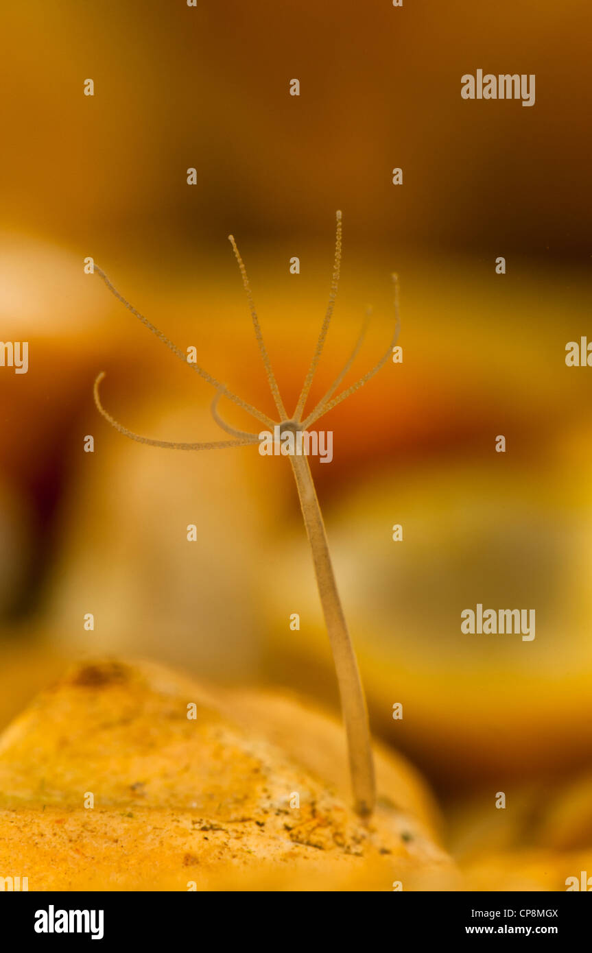 A brown hydra (Hydra oligactis) attached to a piece of gravel and ...