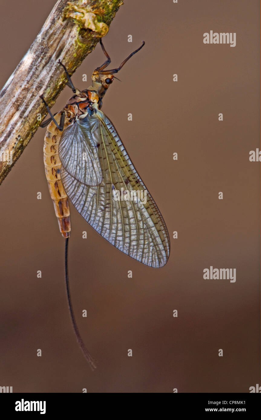 Fly life cycle hi-res stock photography and images - Alamy