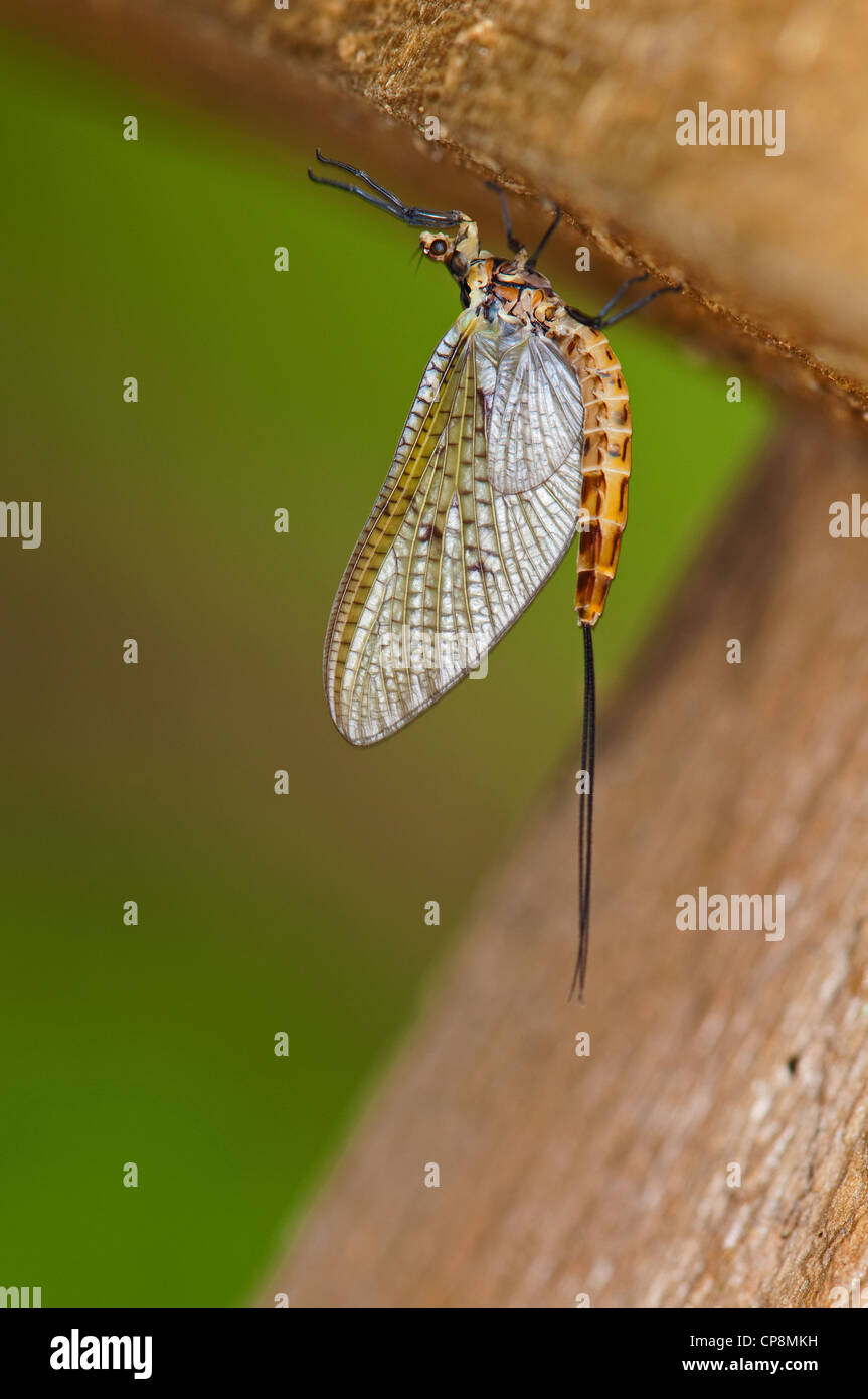 Mayfly summer nature insect detail hi-res stock photography and images ...