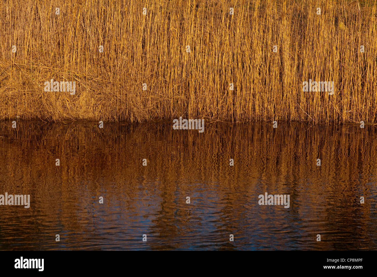 reed reflection in river Stock Photo - Alamy