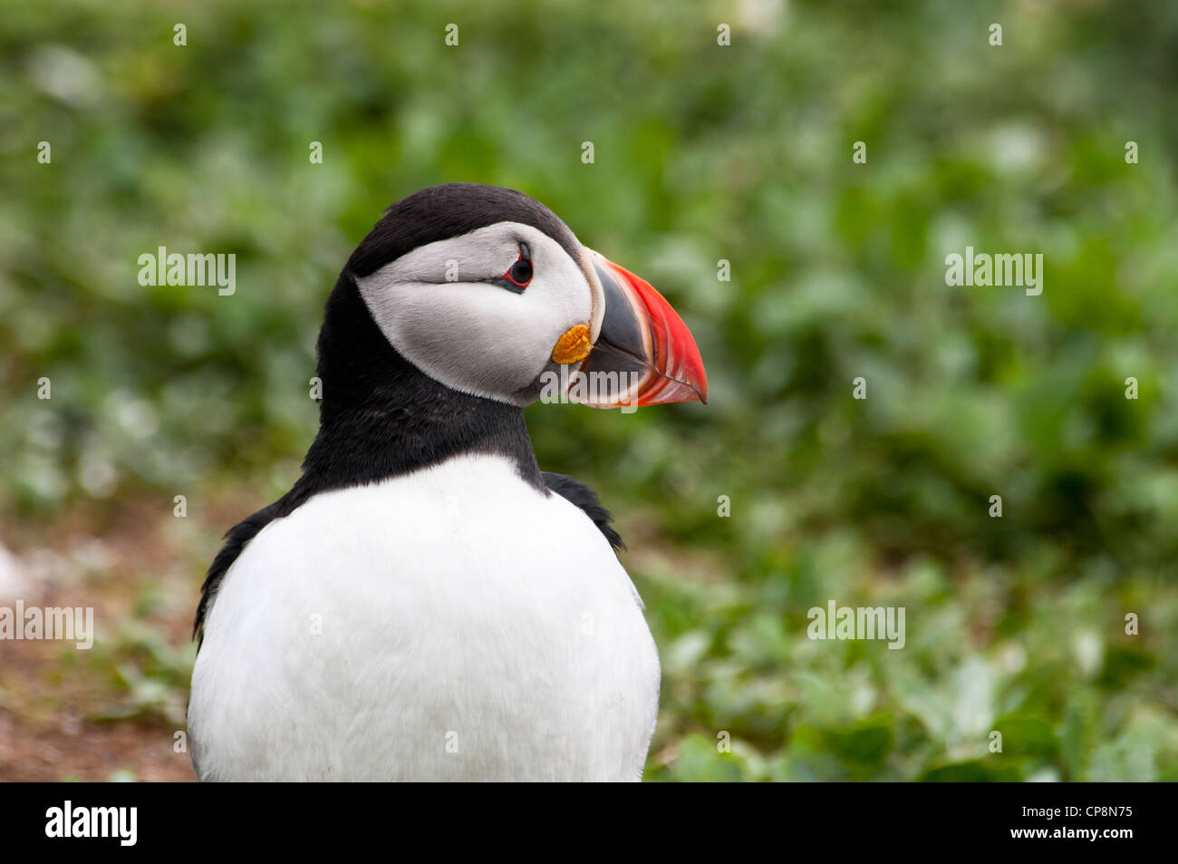 A close-up on the head and shoulders of a puffin (Fratercula arctica ...