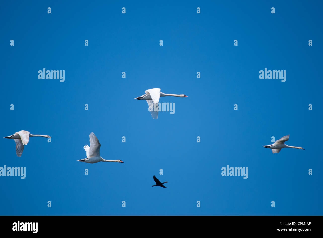 Angel wings swan hi-res stock photography and images - Alamy