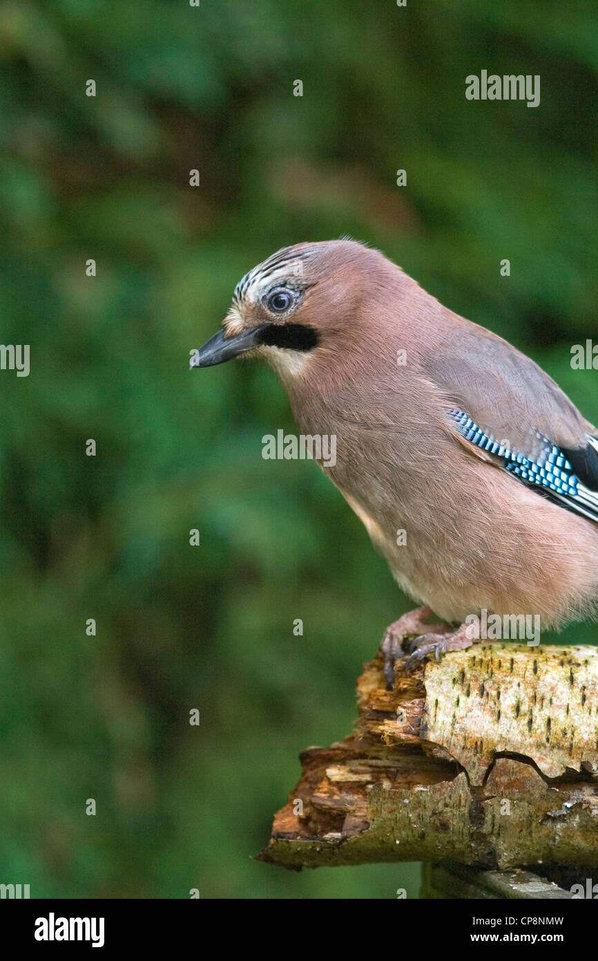 Jay Bird on Birch Log Seeking Food Stock Photo - Alamy