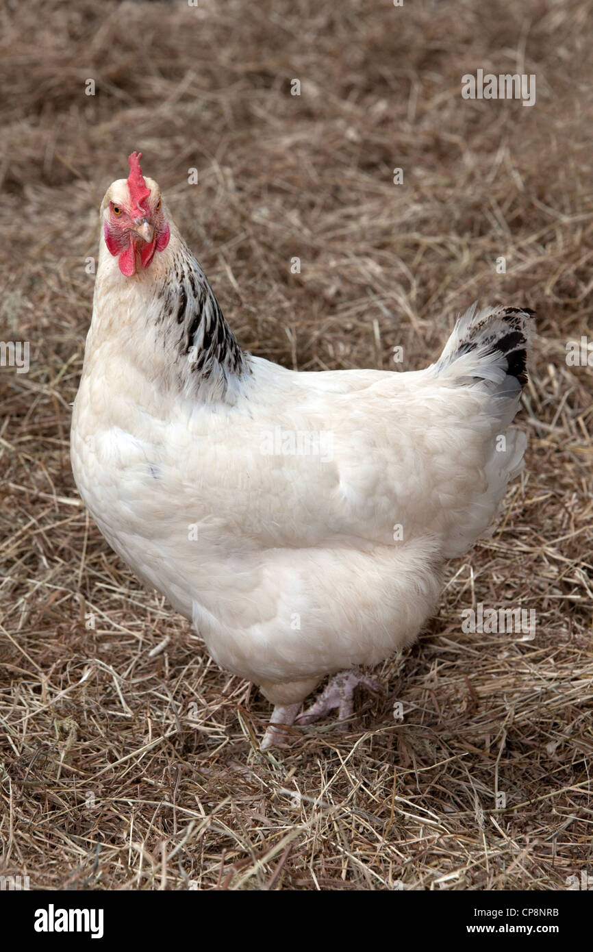 Freerange hens hi-res stock photography and images - Alamy
