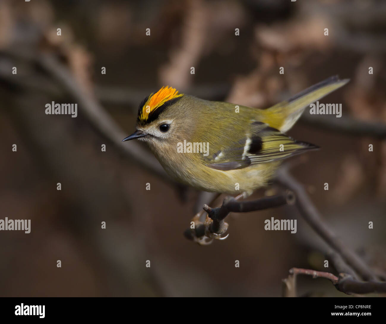 Goldcrest foraging for food Stock Photo - Alamy