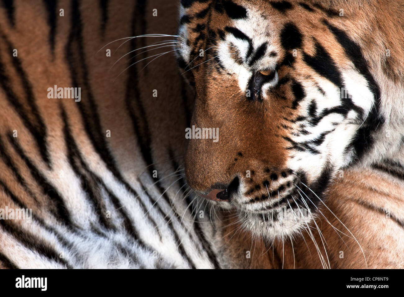 Tiger portrait hi-res stock photography and images - Alamy