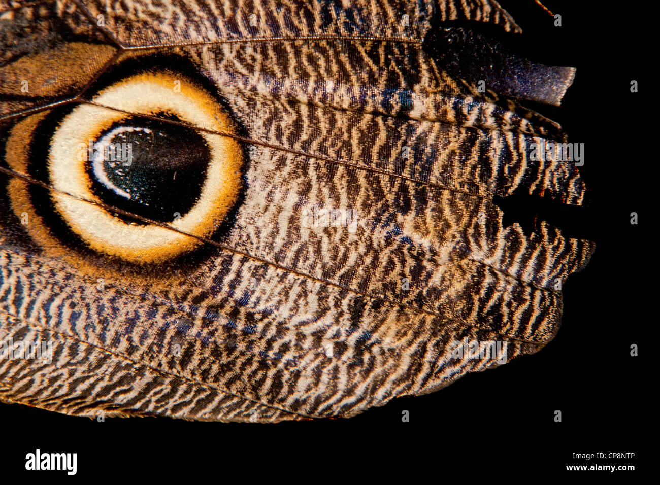 Butterfly wing eye Stock Photo - Alamy