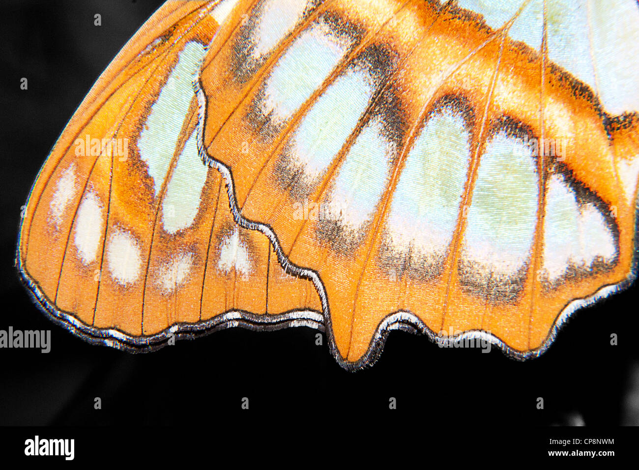 Butterfly flight pattern hi-res stock photography and images - Alamy