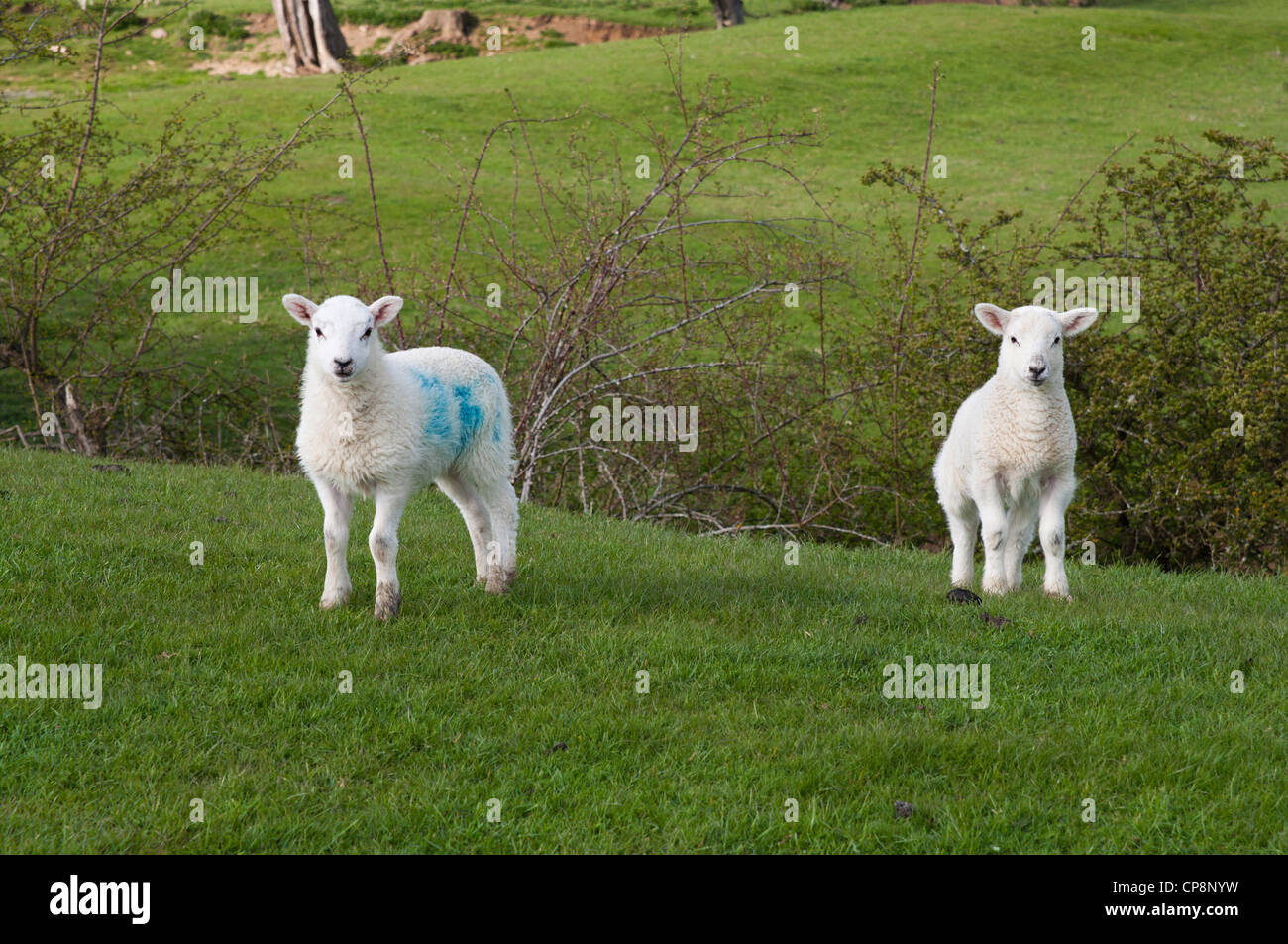 Lambs pair hi-res stock photography and images - Alamy