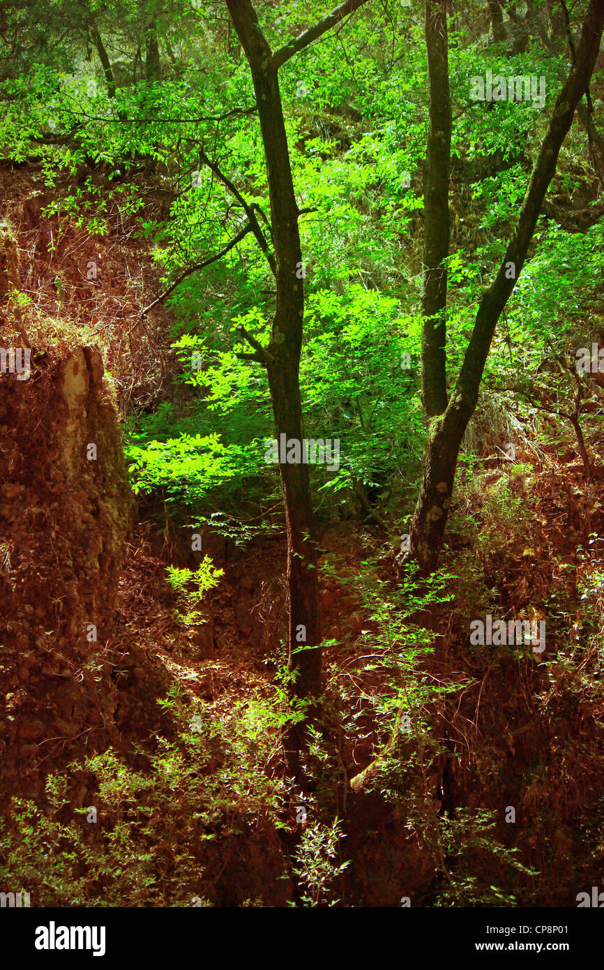 Closeup of green leafy tree in rocky ravine amongst dense vegetation ...