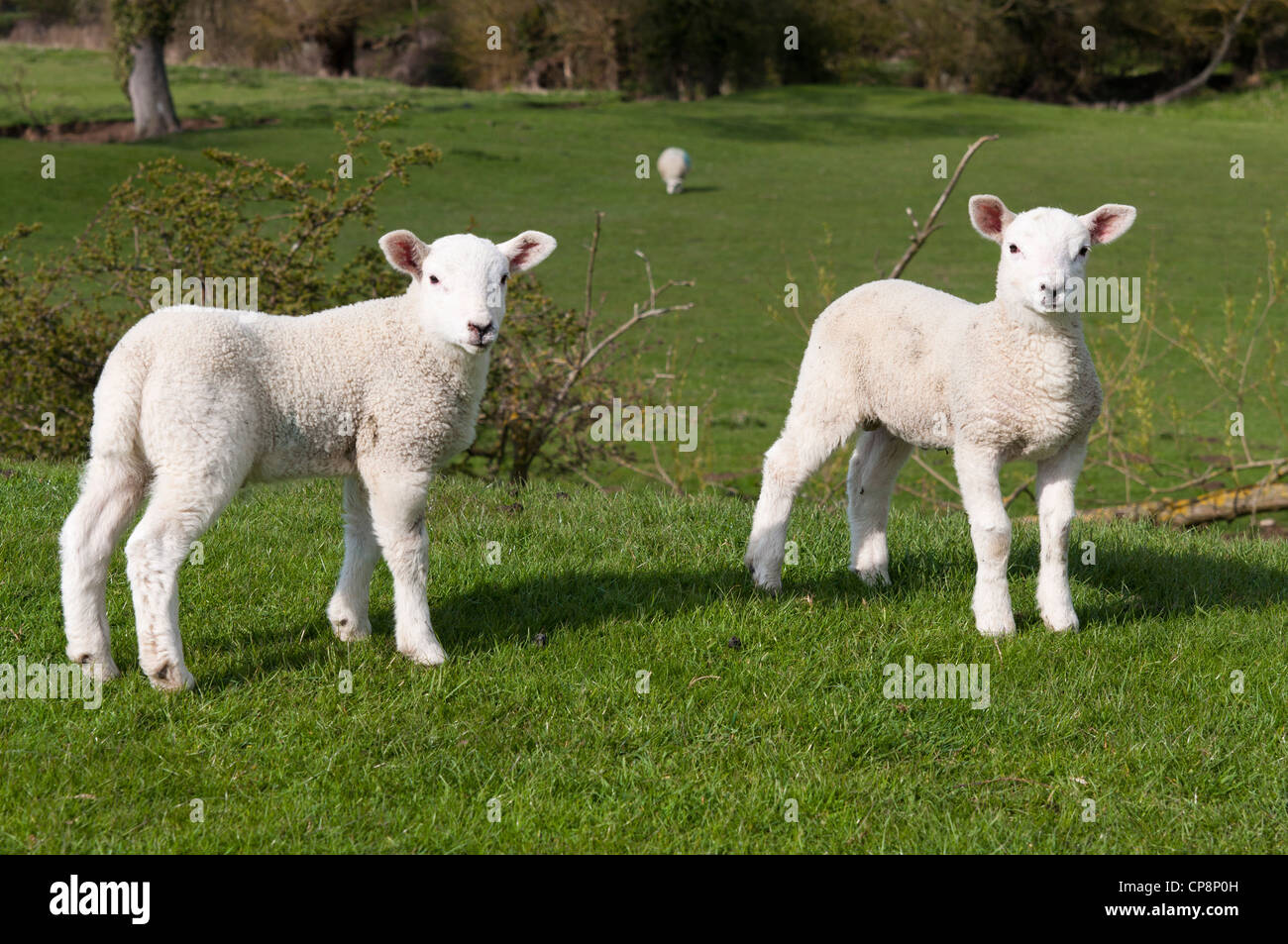 Lambs pair hi-res stock photography and images - Alamy