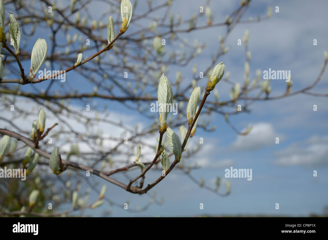Budding flora hi-res stock photography and images - Alamy