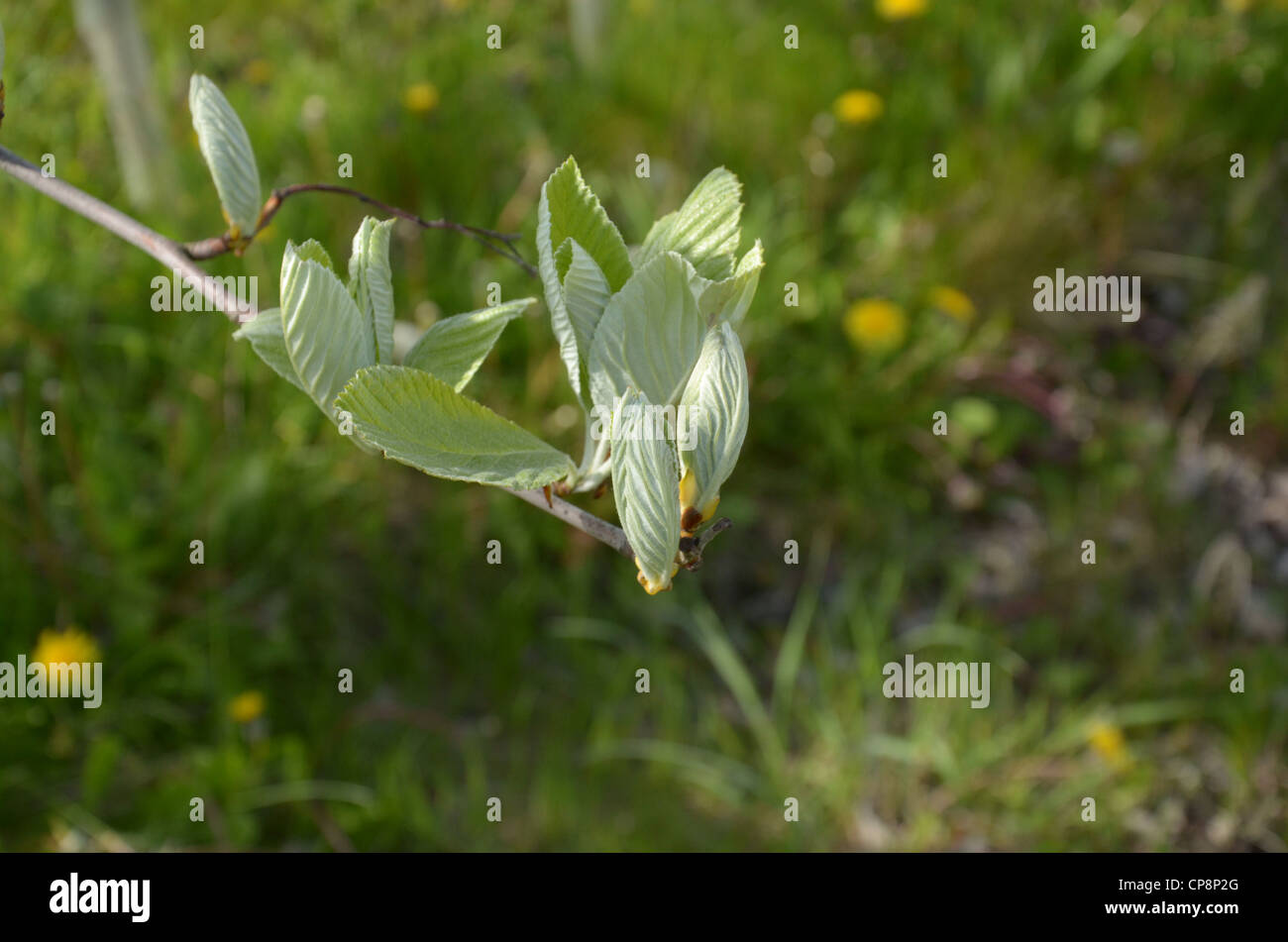 Budding flora hi-res stock photography and images - Alamy