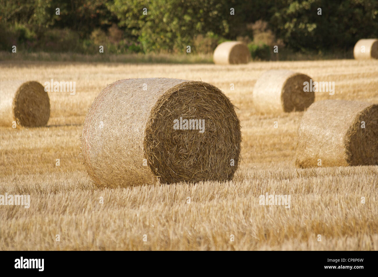 harvested field with bales Stock Photo - Alamy