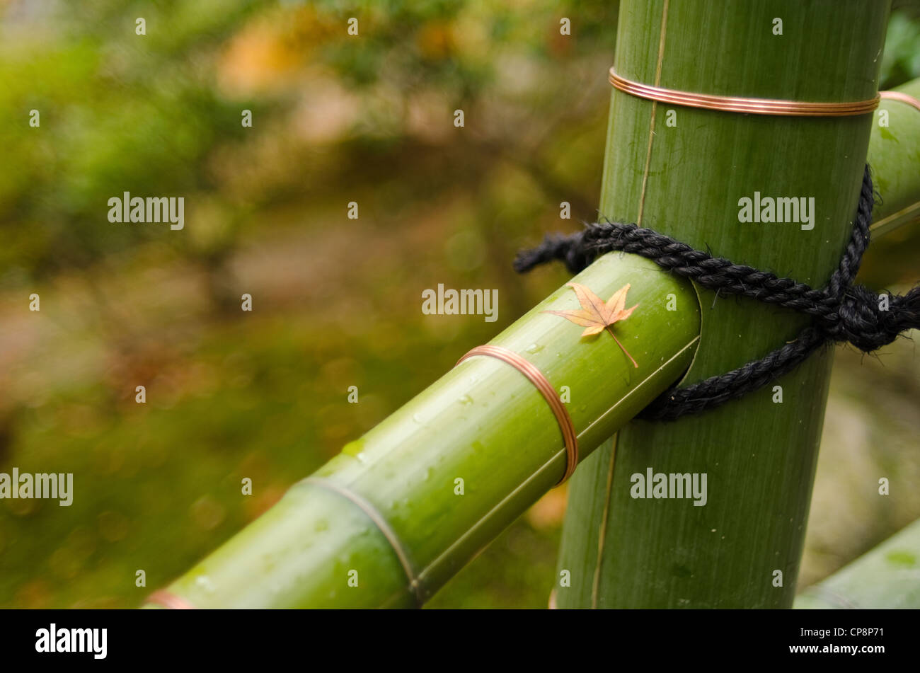 Typical green japanese bamboo fence with maple leave in autumn Stock ...