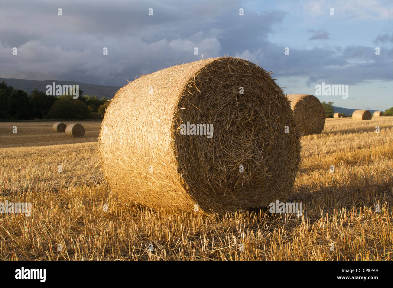 harvested field with bales Stock Photo - Alamy